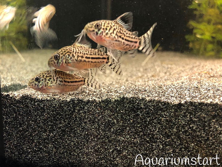 Corydoras Trilineatus - aquariumleven.com