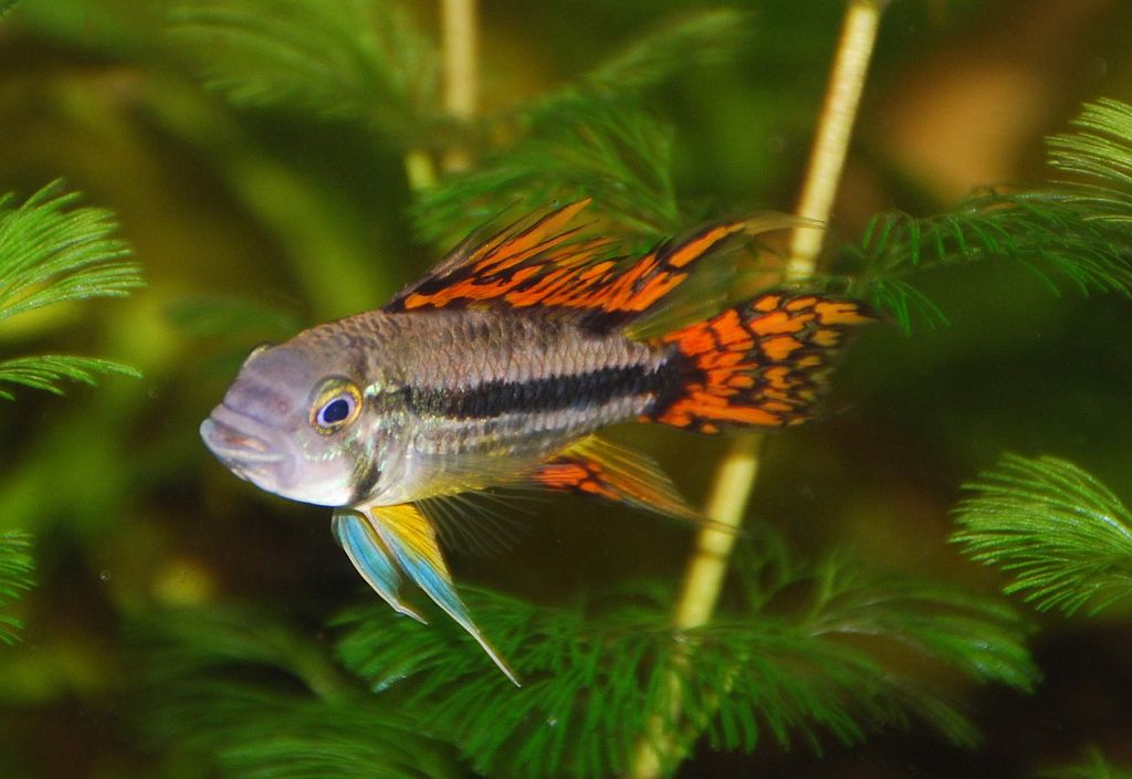 Apistogramma cacatuoides – Gekuifde dwergcichlide - aquariumleven.com